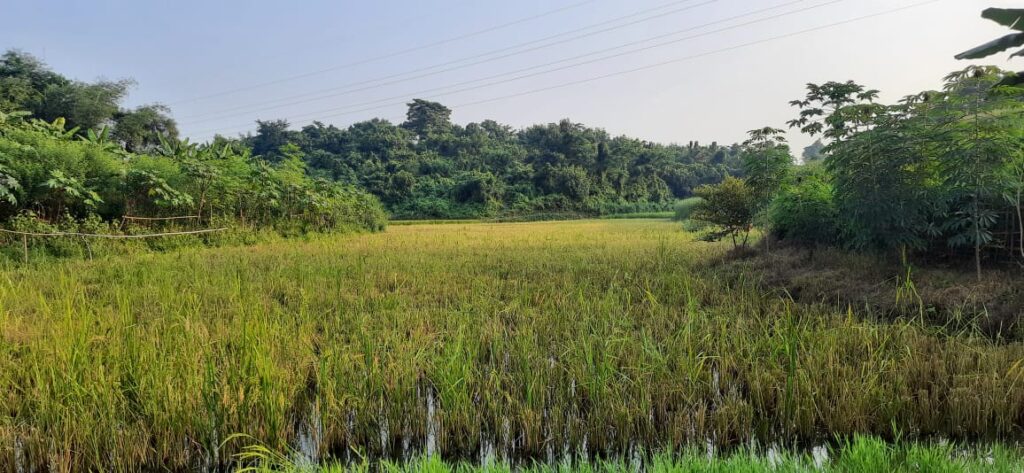 Paddy cum Fish farming gaining popularity | Caritas
