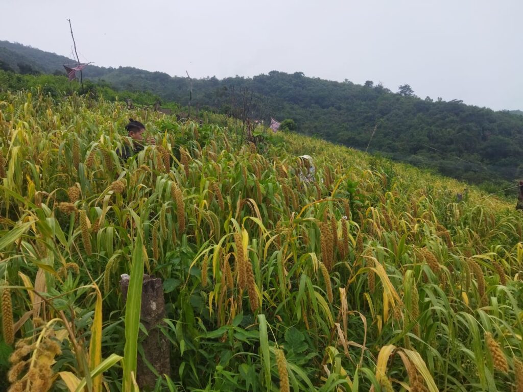 How caritas India transformed livelihood by introducing millet in ...