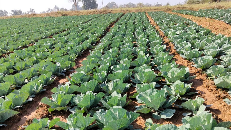 Today Latehar farmers can beat the drought, drop by drop | Caritas